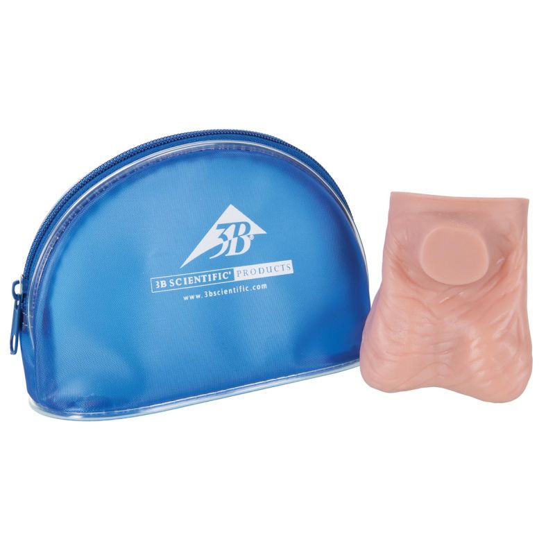 Testicle Self-Exam Model - LabWorld.co.uk